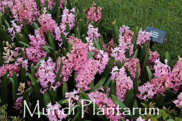 Hyacinthus orientalis 'Fondant' | Mundi Plantarum